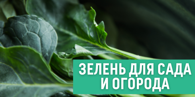 Зелень для сада и огорода – садовый блог и статьи