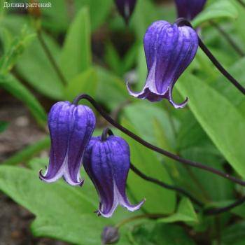 Клематис Софи купить с доставкой курьером, почтой, самовывоз в 52 ...